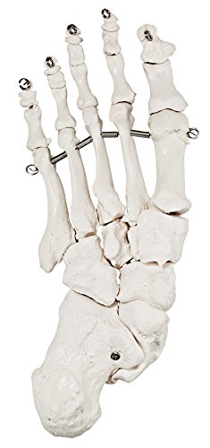 Axis Scientific Skeletal Foot | Right | Fully Articulated Flexible Foot Skeleton is Secured with Quality Wire to Demonstrate Movement | Includes Product Manual