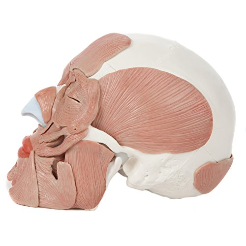 Axis Scientific 3-Part Painted Skull Model with Facial Musculature β Life Size Anatomical Skull Model with 36 Removable Parts