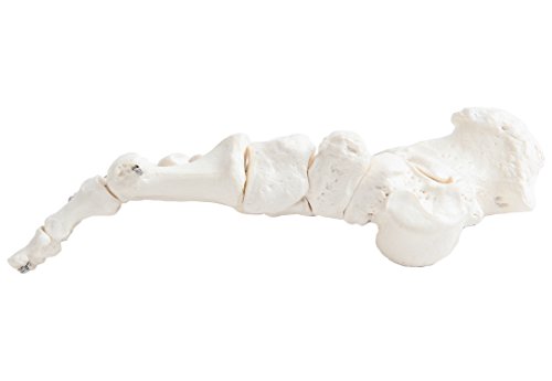 Axis Scientific Skeletal Foot | Right | Fully Articulated Flexible Foot Skeleton is Secured with Quality Wire to Demonstrate Movement | Includes Product Manual