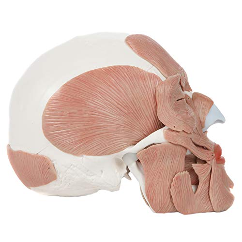 Axis Scientific 3-Part Painted Skull Model with Facial Musculature β Life Size Anatomical Skull Model with 36 Removable Parts