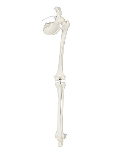 Axis Scientific Human Leg Skeleton Bundle, Life-Size 36" Anatomical Model with All Leg Bones, Removable Hip Joint and Fully Articulated Foot and Detailed Product Manual