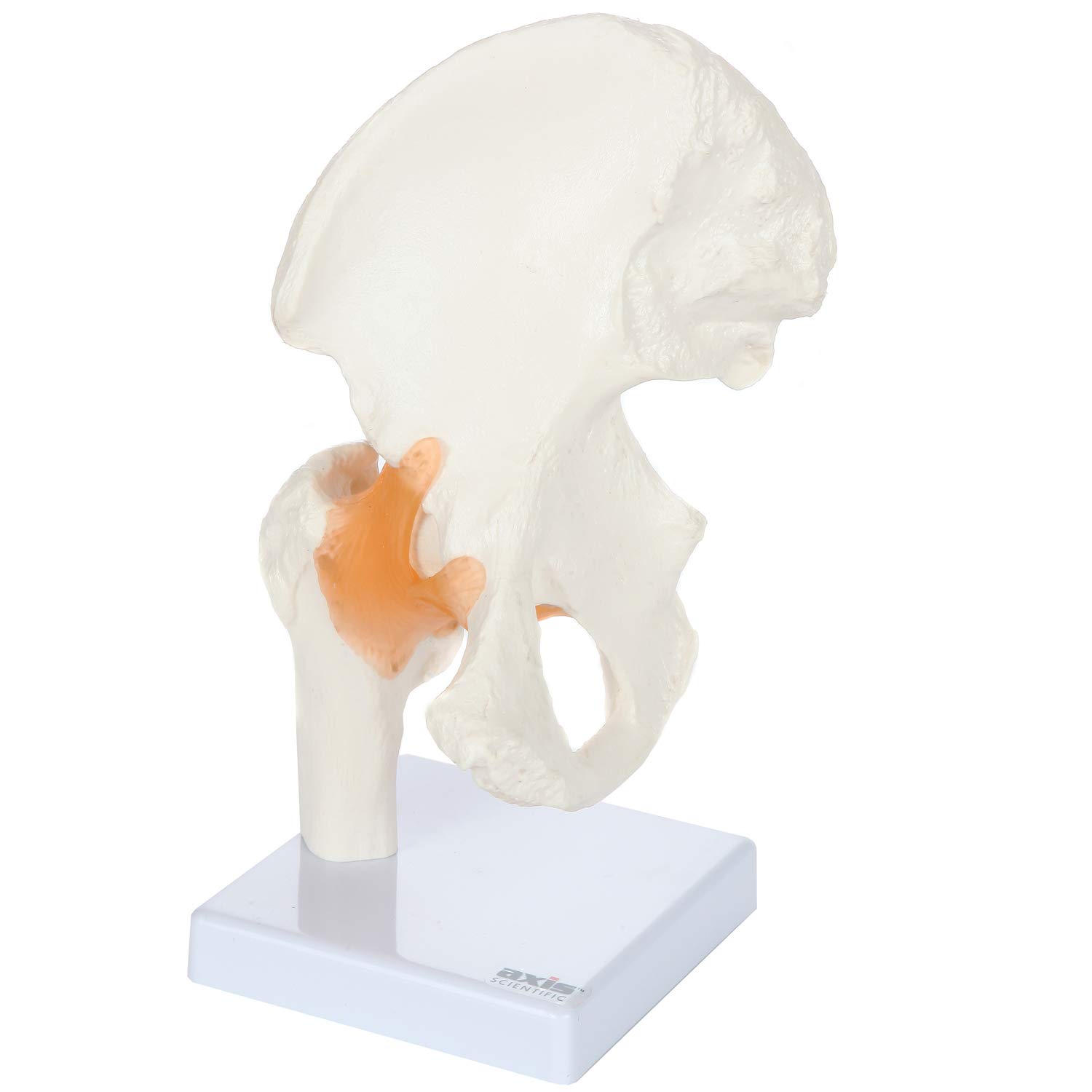 Axis Scientific Life Size Human Hip Bone Anatomy Model β Premium Hip Joint Anatomy Model for Medical Students with Flexible Ligaments and Bony Landmarks β Includes Base, Includes Product Manual