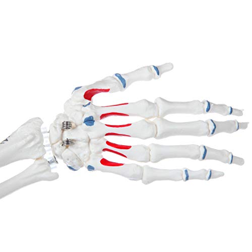 Axis Scientific Mini Human Skeleton Model with Metal Stand, 31" Tall, Painted and Numbered Muscle Insertion and Origin Points, Product Manual for Study and Reference, Easy to Assemble