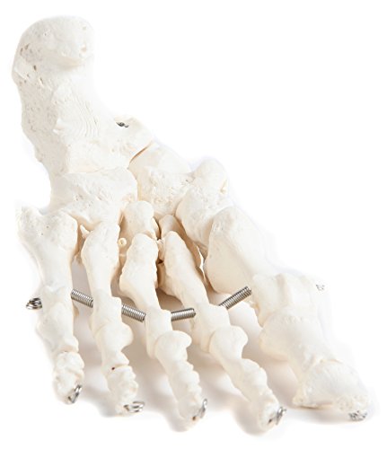 Axis Scientific Skeletal Foot | Right | Fully Articulated Flexible Foot Skeleton is Secured with Quality Wire to Demonstrate Movement | Includes Product Manual