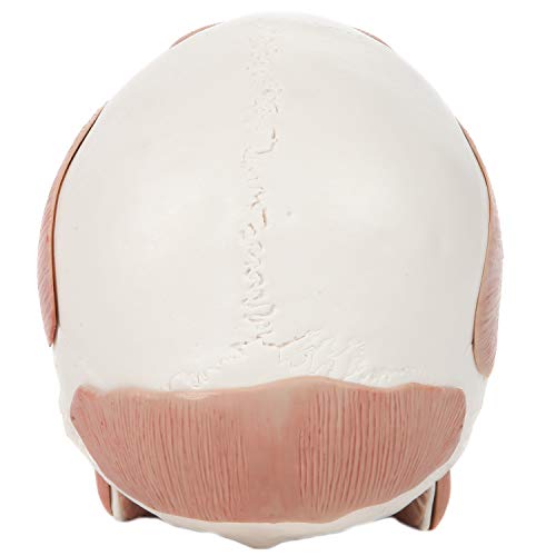 Axis Scientific 3-Part Painted Skull Model with Facial Musculature β Life Size Anatomical Skull Model with 36 Removable Parts