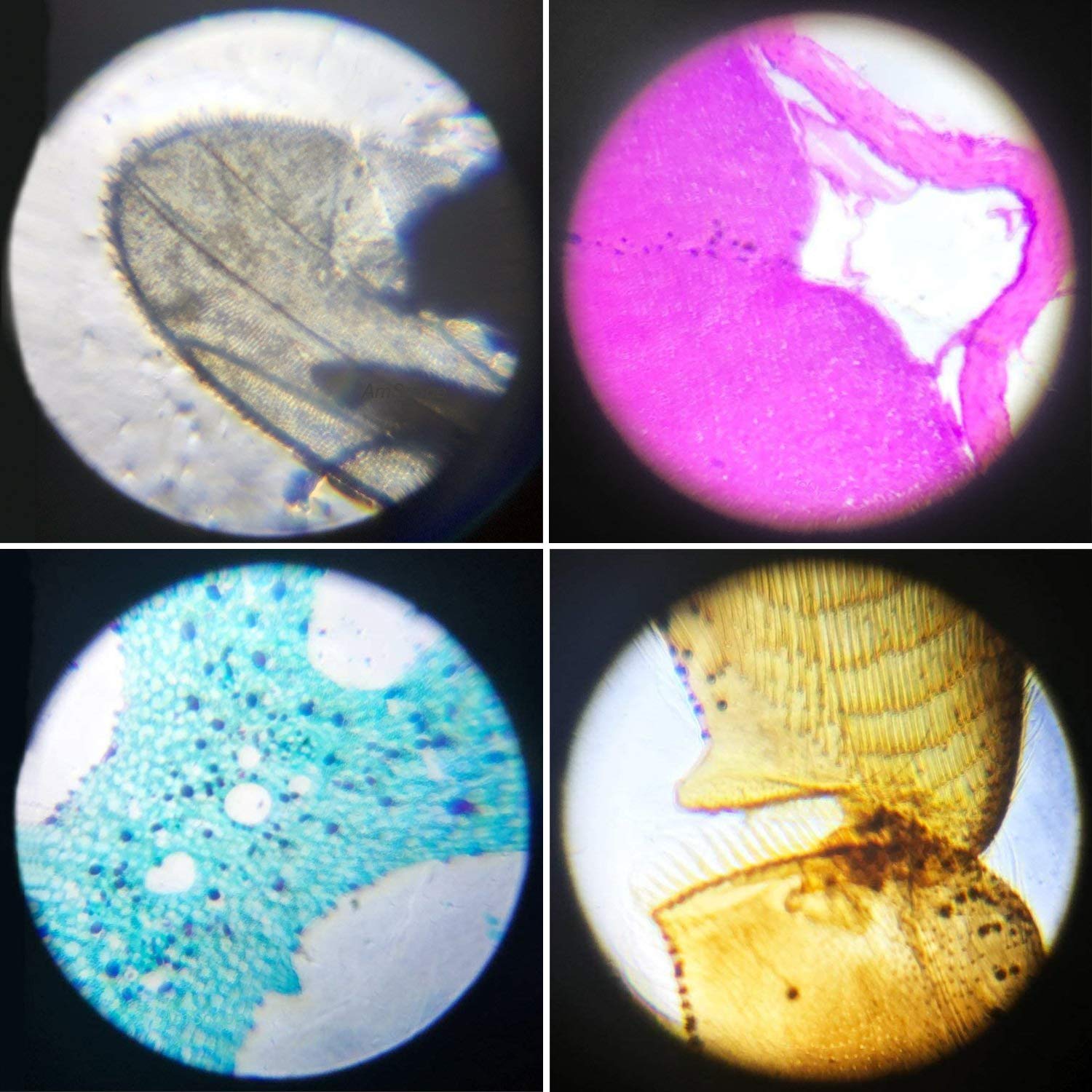 48PCS Kids Plastic Prepared Slides for Microscope of Animals Insects Plants Flowers Sample Specimens for Basic Biological Science Education #81053