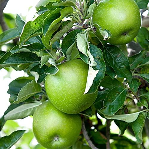 2 Granny Smith Apple Tree 1Ft to 2Ft Live Plant Green Apple Fruit Tree No Ship CA Planting Hardy