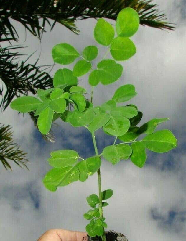 1pcs Moringa Rooted Live Plant with Humidity Dome Grow & 20 Extra Seeds