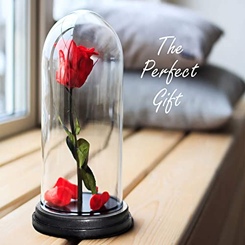 CYS EXCEL Glass Dome Cloche with Black Wood Base (H:14.7" D:7") | Multiple Sizes Decorative Showcase Display for Antique Collectibles | Bell Jar Terrarium & Dessert Cover