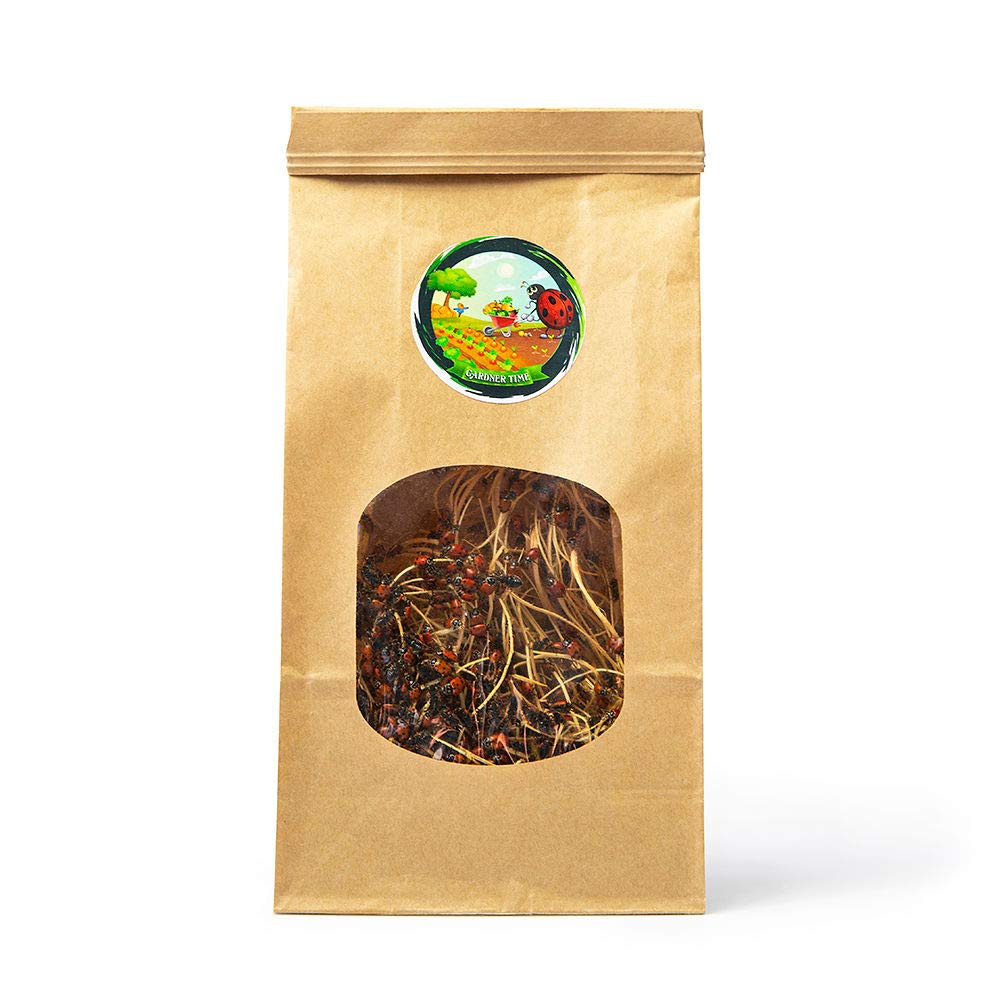 1500 Live Ladybugs - Good Bugs for Garden - Ladybugs - Guaranteed Live Delivery