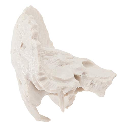 Axis Scientific Temporal Bone - Left