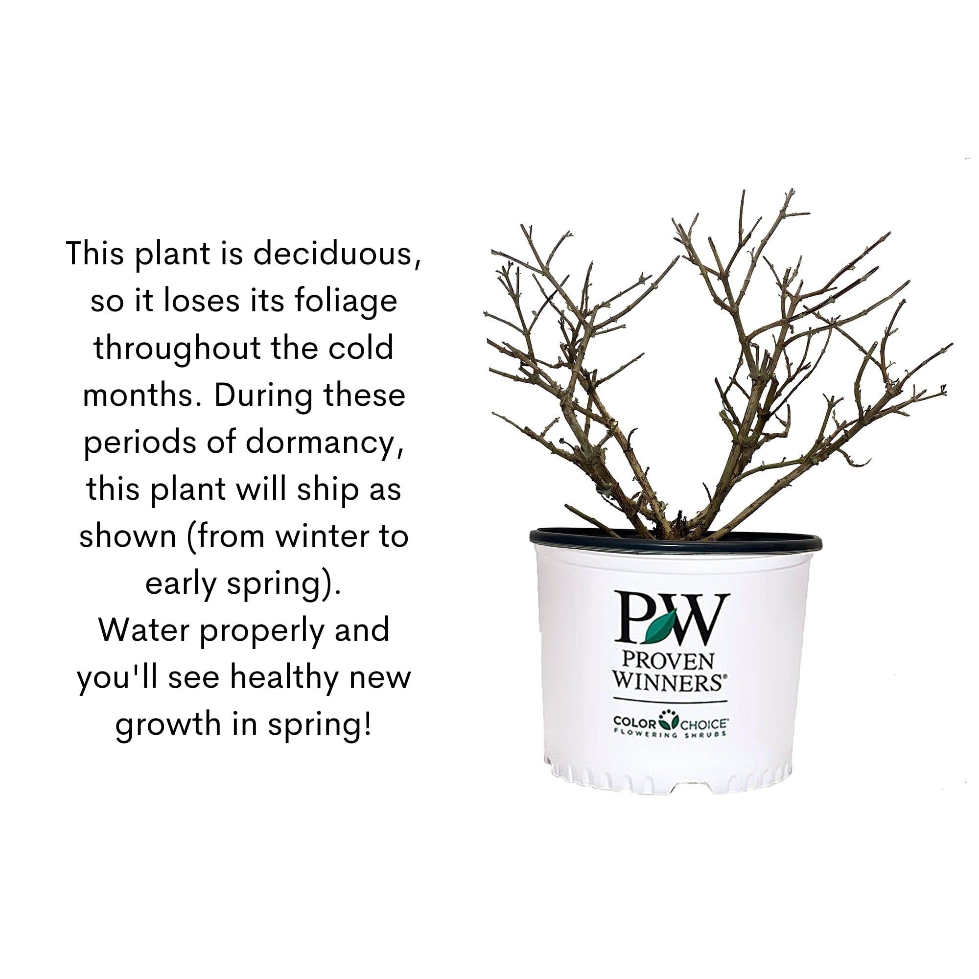 2 Gal. Pugster Ameythst Buddleia Shrub