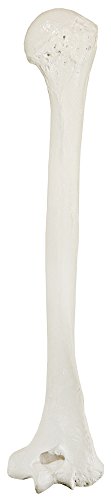 Axis Scientific Humerus Bone Model | Right | Cast from a Real Human Humerus Bone l Upper Arm Bone Model Has Realistic Texture and Important Bony Landmarks | Includes Product Manual