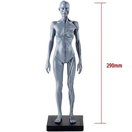 BONEW 27CM Height Female Anatomical Anatomy Skull Head Body Muscle Bone Model US Stock