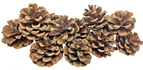 Bonka Bird Toys 3284 Pk12 Natural Pine Cones Foot Talon Bird Toys