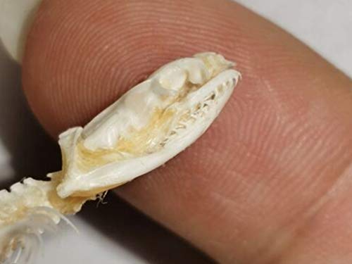 Real Snake Skeleton Animal Specimen in Science Classroom Specimens for Science Education