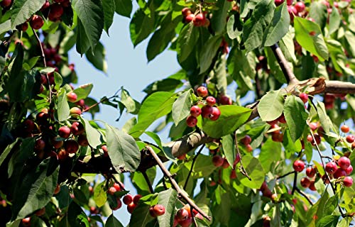 20 Paradise Apple Tree Seeds | Malus Pumila Fruit Seeds
