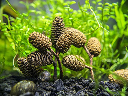 Aquatic Arts 50 Alder Cones | Shrimp Aquarium Decorations |pH Reducer & Buffering Water Treatment |Freshwater Fish Tank Supplies/Accessories
