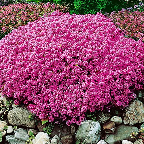 2000+ Mix Carpet Creeping Thyme Seeds Ground Cover for Planting Heirloom High Germination Rate Easy to Plant (3Packs)