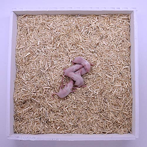 MiceDirect Frozen Small Fuzzie Feeder Mice Food for Juvenile Hognose, Corn & Milk Snakes (20 Count)