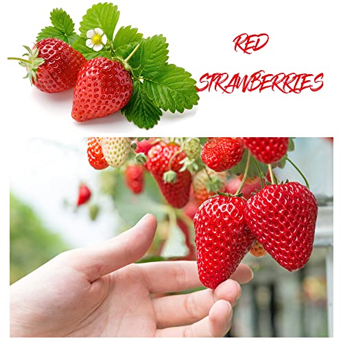 400+ Mix Strawberry Seeds for Planting Red Yellow Blue White Climbing Strawberry Heirloom Everbearing Fruit Sweet and Delicious