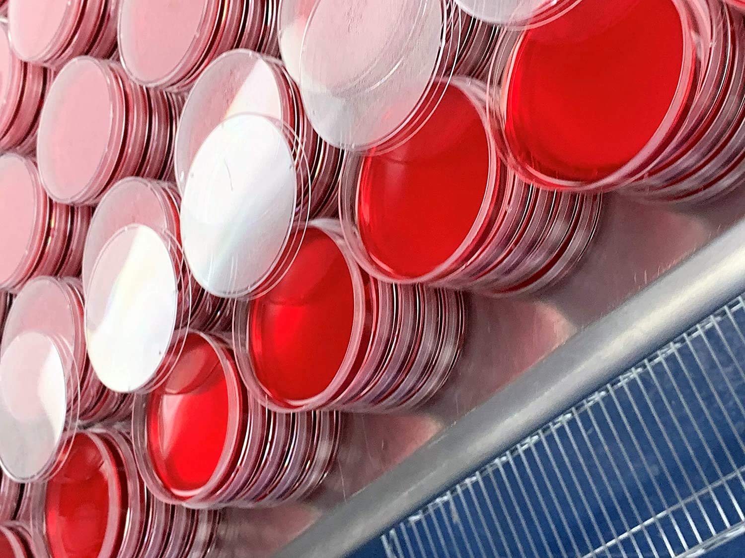 Red Blood Agar (RBA), TSA with 5% Sheep Blood (10-Pack). Pre-Poured, 15x100mm Plates. Used to Detect Hemolysis.