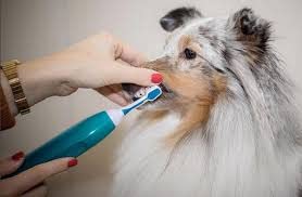 Emmi-pet Ultrasound Bristle-Head Attachments (2 Small Size)