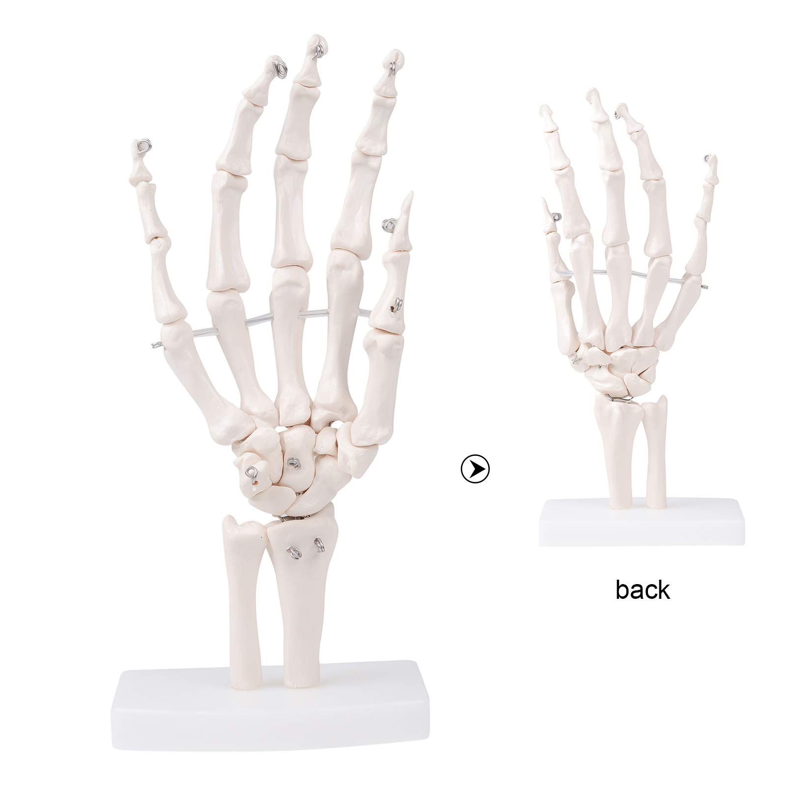 Hand Joint Anatomical Model Skeleton Model Human Medical Anatomy Life Size Educational Hand Bone Mold Anatomical Hand