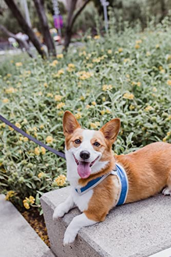 Gooby Simple Step in III Harness - Blue, Medium - Small Dog Harness with Scratch Resistant Outer Vest - Soft Inner Mesh Harness for Small, Medium Dogs