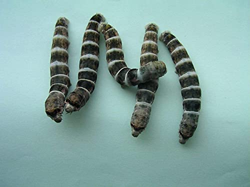 Coastal Silkworms 250 Count Black Tiger Silkworm Eggs Hatch at Room Temp (Pack of 1)