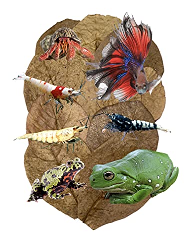 Betta/Shrimp Leaves 10 4"-6" Premium Catappa Indian Almond Leaves Natural Habitat Tannin Producing Improves Immunity, Easy to USE Awesome Aquatic