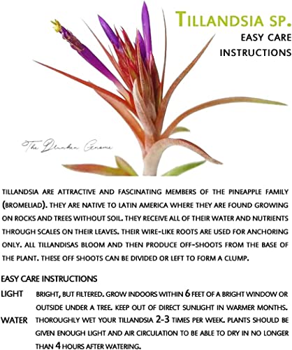 4 Live Air Plants, Hand Selected Assorted Variety of Species, Tropical Houseplants for Home Décor and DIY Terrariums (4-Pack)
