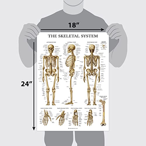 Palace Learning 2 Pack: Skeletal System Anatomy + Anatomy of the Spine Poster Set - Set of 2 Anatomical Charts - Laminated - 18" x 24"
