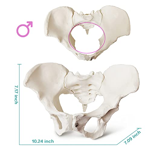 2023 New Female Pelvis Model,Life Size Female Pelvic Skeleton Model, Anatomy Medical Model for Science Education, Study of the Anatomical Features