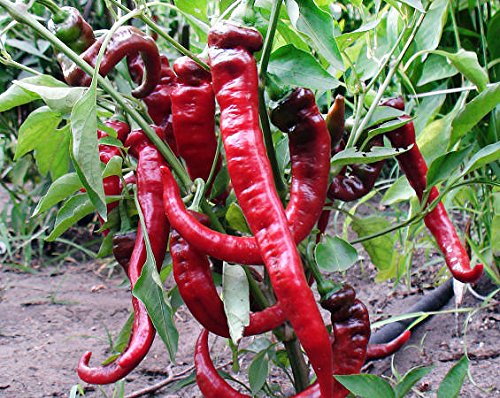 30+ Italian Jimmy Nardello's Sweet 12" Long Pepper Seeds, Heirloom Non-GMO, Prolific, Juicy, Delicious! from USA
