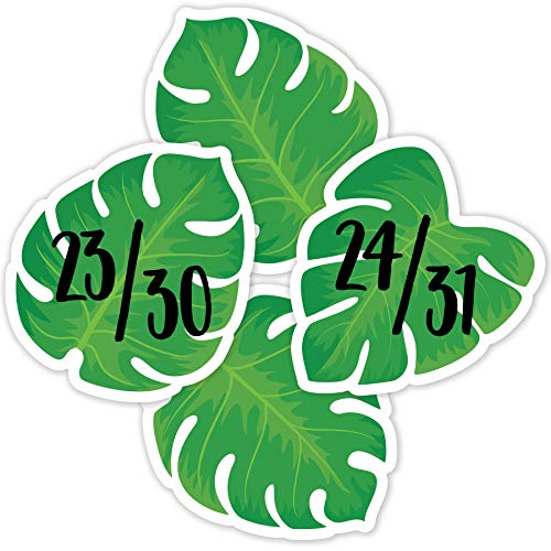 Creative Teaching Press Palm Paradise Monstera Leaves Calendar Days (10251)