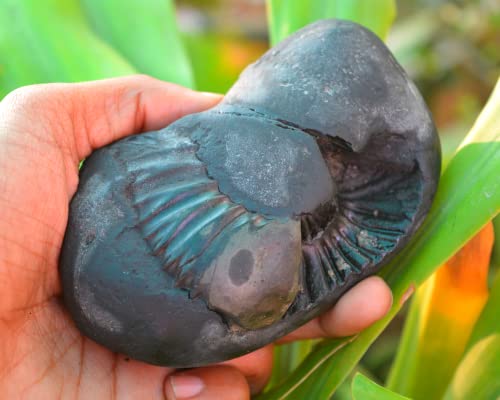 2.25"X4"Shri Laxmi Narayan Shaligram, Rare & Special One Piece, Religious Gifts, Saligram Stone - Gandaki River -I-6051