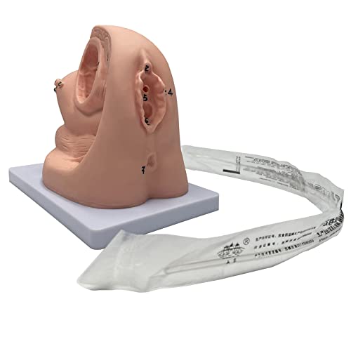 LXT PANDA Catheterization Model, Medical Practice Traning Model, Female Internal and External Catheterization Model- PVC Manikin Teaching Model - for Gynecology Medical Educational Training Aid.