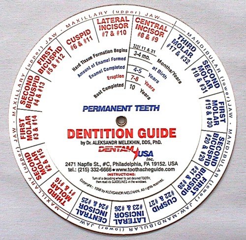 5 Dentition (Tooth Eruption) Guides/Practitioner and Dental Student Exam Study
