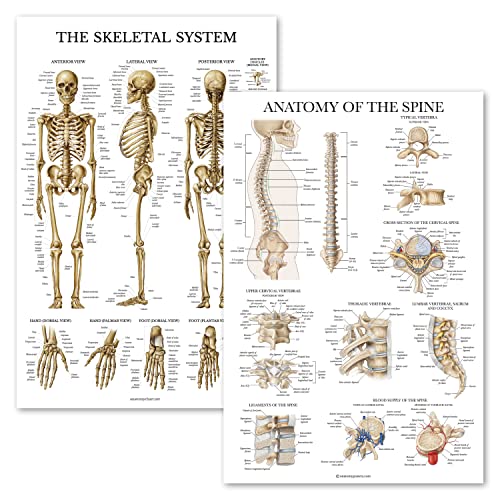 Palace Learning 2 Pack: Skeletal System Anatomy + Anatomy of the Spine Poster Set - Set of 2 Anatomical Charts - Laminated - 18" x 24"