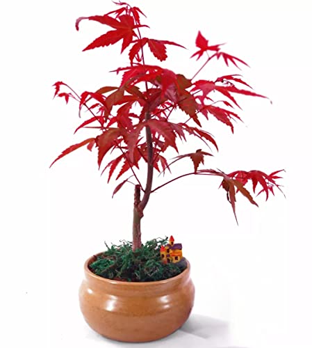 Bonsai Tree Seeds 5 Types, Wisteria Seeds, Black Pine Seeds, Sakura Seeds, Red Maple Seeds, Judas Tree Seeds, Highly Prized for Bonsai (100pcs)