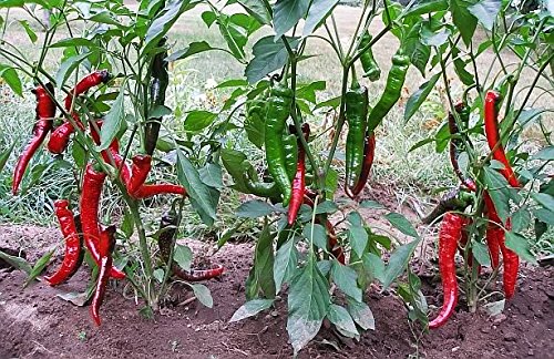 30+ Italian Jimmy Nardello's Sweet 12" Long Pepper Seeds, Heirloom Non-GMO, Prolific, Juicy, Delicious! from USA