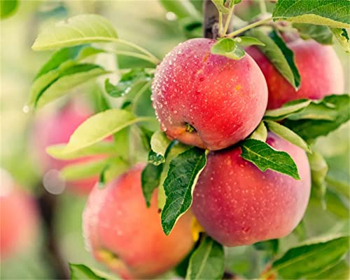 30+ Seeds Red Delicious Apple Seed Fruit Plant Garden Outdoor Rare Apple Tree Seeds