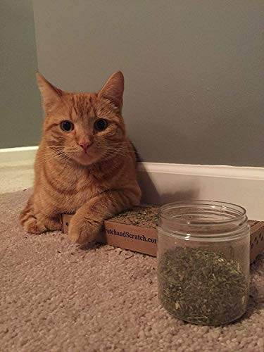 Purple Haze Catnip, Premium Blend Safe for Cats, Infused with Maximum Potency Your Kitty is Sure to Go Crazy for (1 Cup)