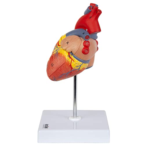 Axis Scientific Heart Model, 2-Part Deluxe Life Size Human Heart Anatomical Replica, 34 Anatomical Structures, 3D Heart Model Anatomy, Magnetic Design, Mounted Display Base, Detailed Product Manual