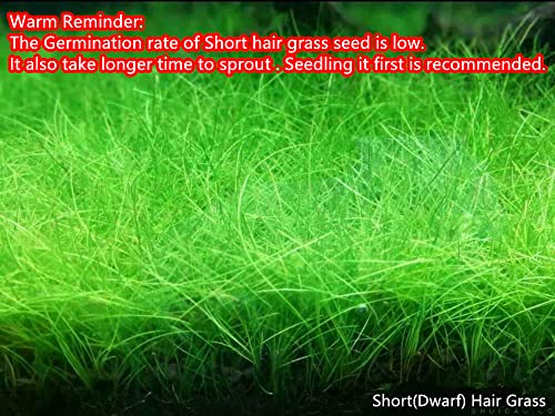 3 Fresh Water Live Plant Seeeds for Aquarium and Fish Tank, 3 Different Aquatic Plant Decor Water Grass Dwarf Mini Tiny Leaves Hair Grass Seeed (0.36ozTiny+0.36oz Long+0.36oz Short) qwe