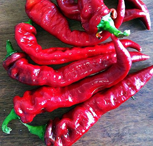 30+ Italian Jimmy Nardello's Sweet 12" Long Pepper Seeds, Heirloom Non-GMO, Prolific, Juicy, Delicious! from USA