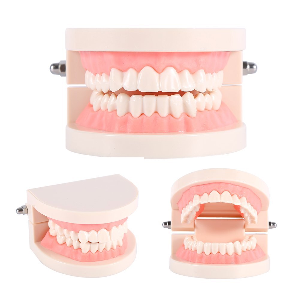 Lightweight toothbrush model for demonstration in a hospital of dental clinic teaching you while brushing your teeth