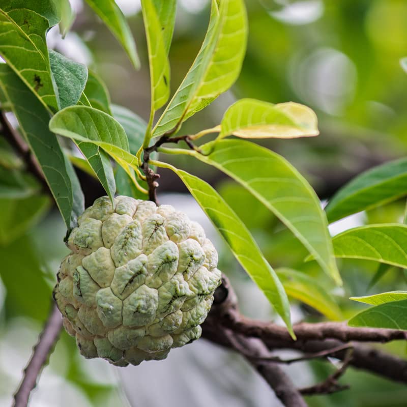 3 Sugar Apple Trees Plants Na Dai 8 Inc Tall for Planting Ornaments Perennial Garden Simple to Grow Pots Gifts