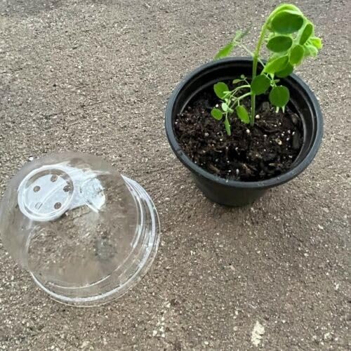 1pcs Moringa Rooted Live Plant with Humidity Dome Grow & 20 Extra Seeds